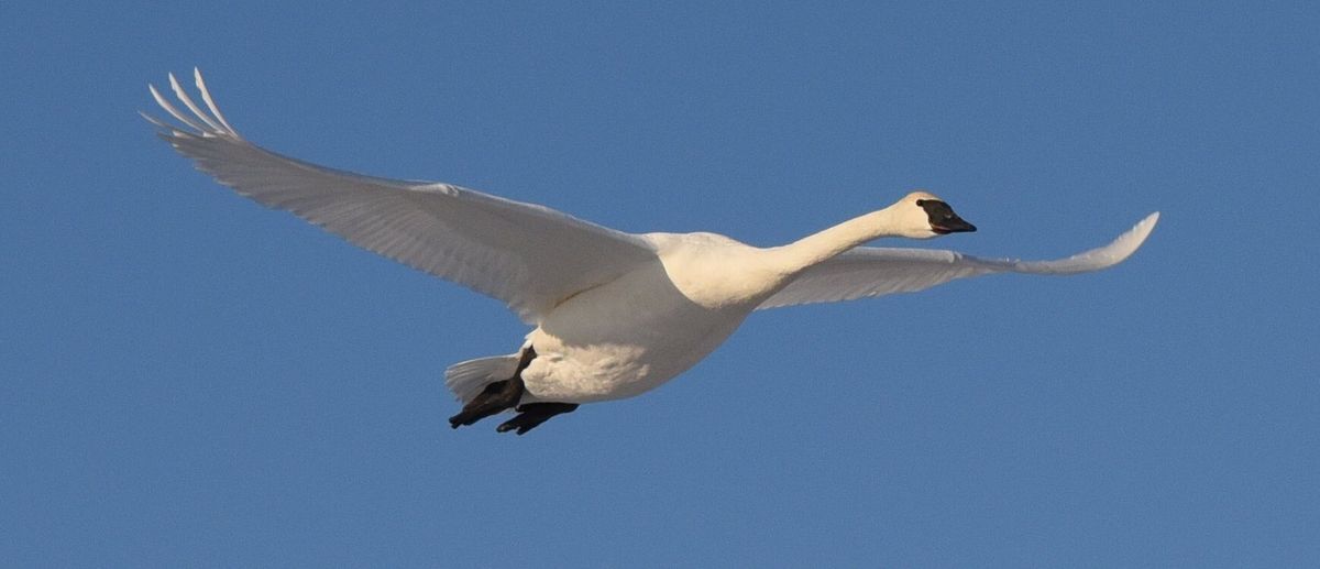 Trumpeter Swan Society|Plymouth, MN