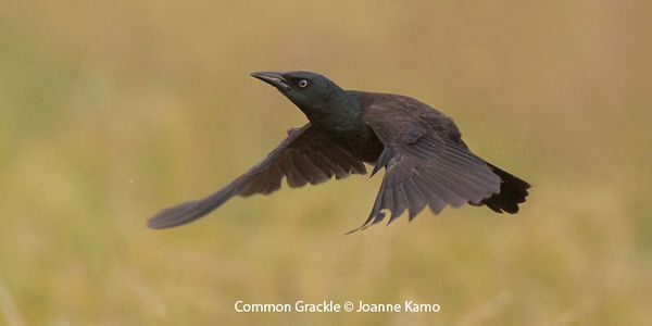 Common Grackle | Bird Gallery | Houston Audubon