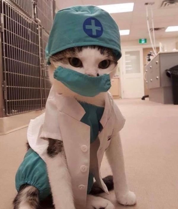 The Pet Compassion Centers : The Pet Compassion Centers