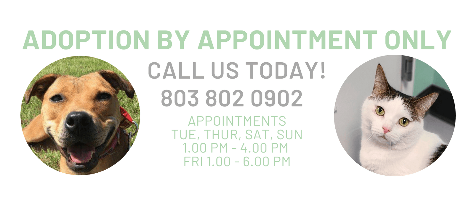 Home : Humane Society of York County