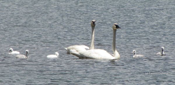 Juvenile Swan Identification | Trumpeter Swan Society