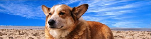 Eastern Madera County SPCA : Who We Are : Contact Us