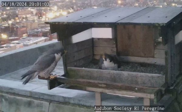 Watch: Peregrine Falcon Cam | Providence, RI | Audubon Society of Rhode ...