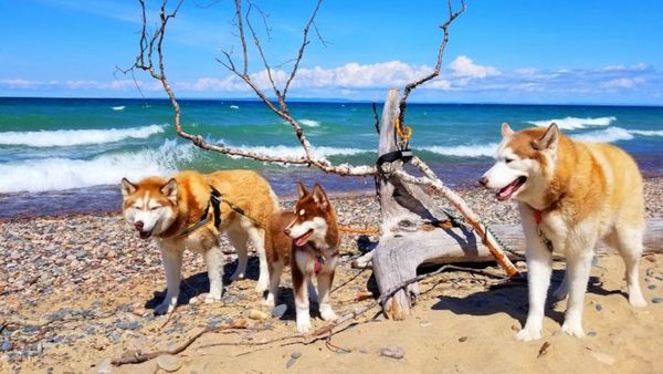 Husky 101 - History, Breed Standard and Temperament : Hairy Houdini ...