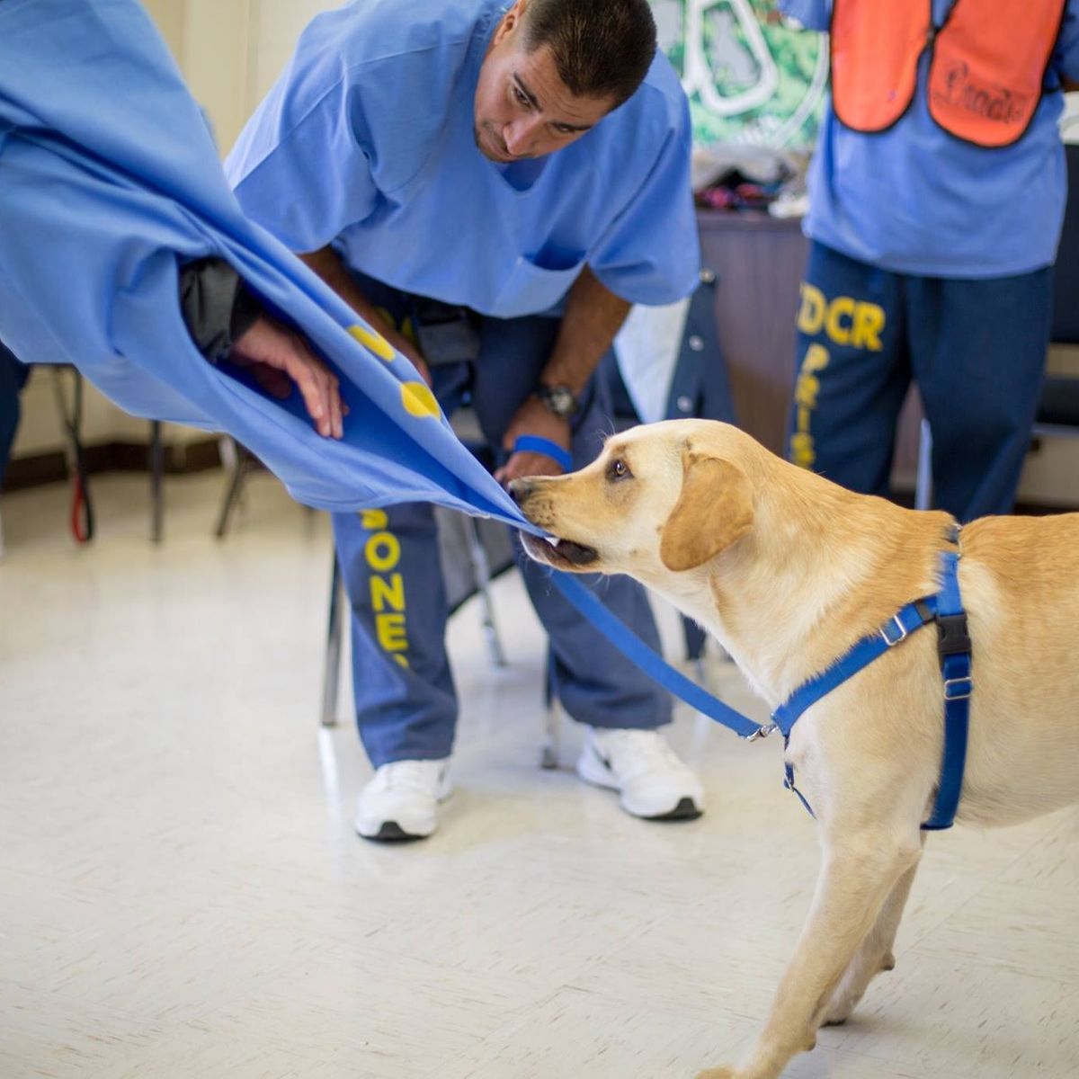 New Life K9s Service Dogs