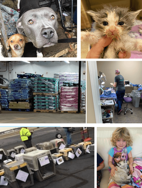 The Pet Compassion Centers : The Pet Compassion Centers