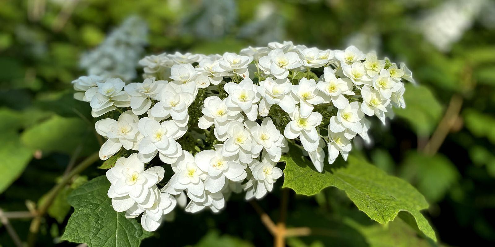 Aldridge Gardens | Nature & Art | Hoover, Alabama