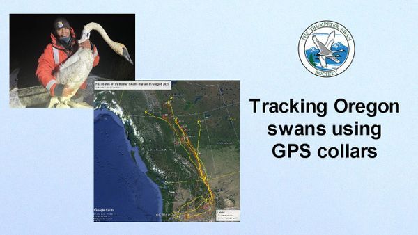Swan Links United States | Trumpeter Swan Society