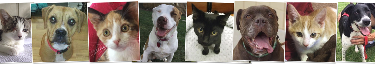 Planned Pethood, Inc. : ABOUT US : FAQs