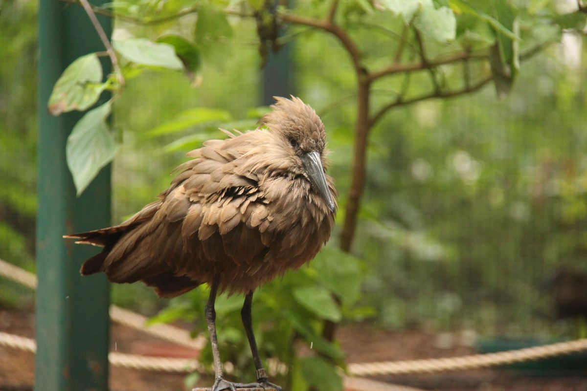 Hammerkop