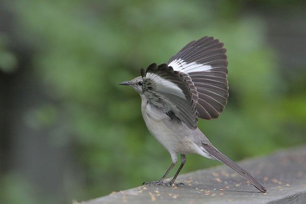 Northern Mockingbird | Bird Gallery | Houston Audubon