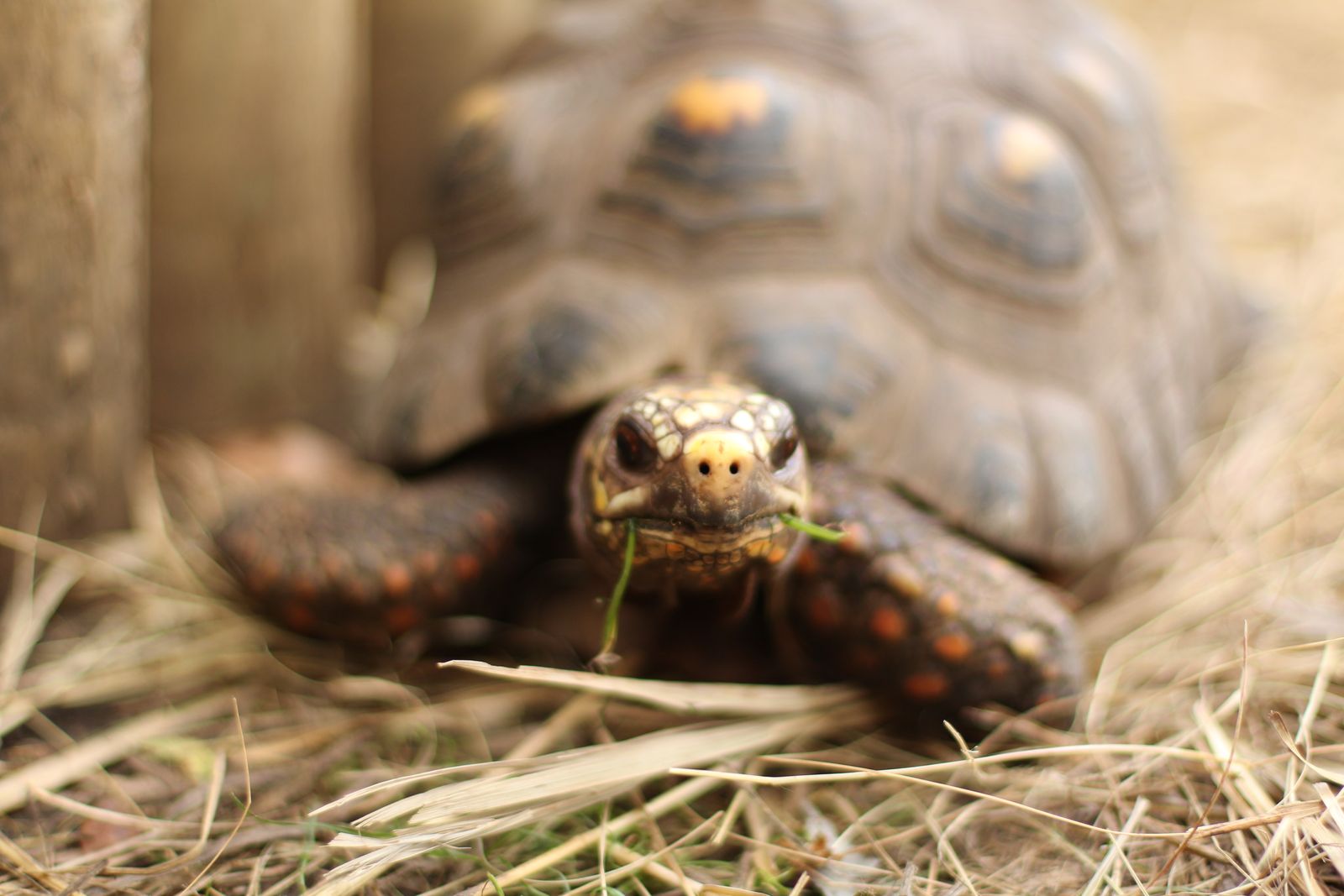 Red-Footed Tortoise : Reptiles and Amphibians : Animals : Lincoln ...