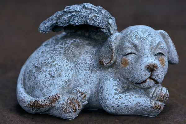 Angel Pets 2024 Memorial Page : Get Involved : Beatrice Humane Society