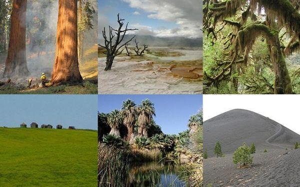 SDG 15: Life on Land : SDGs : Charter for Compassion