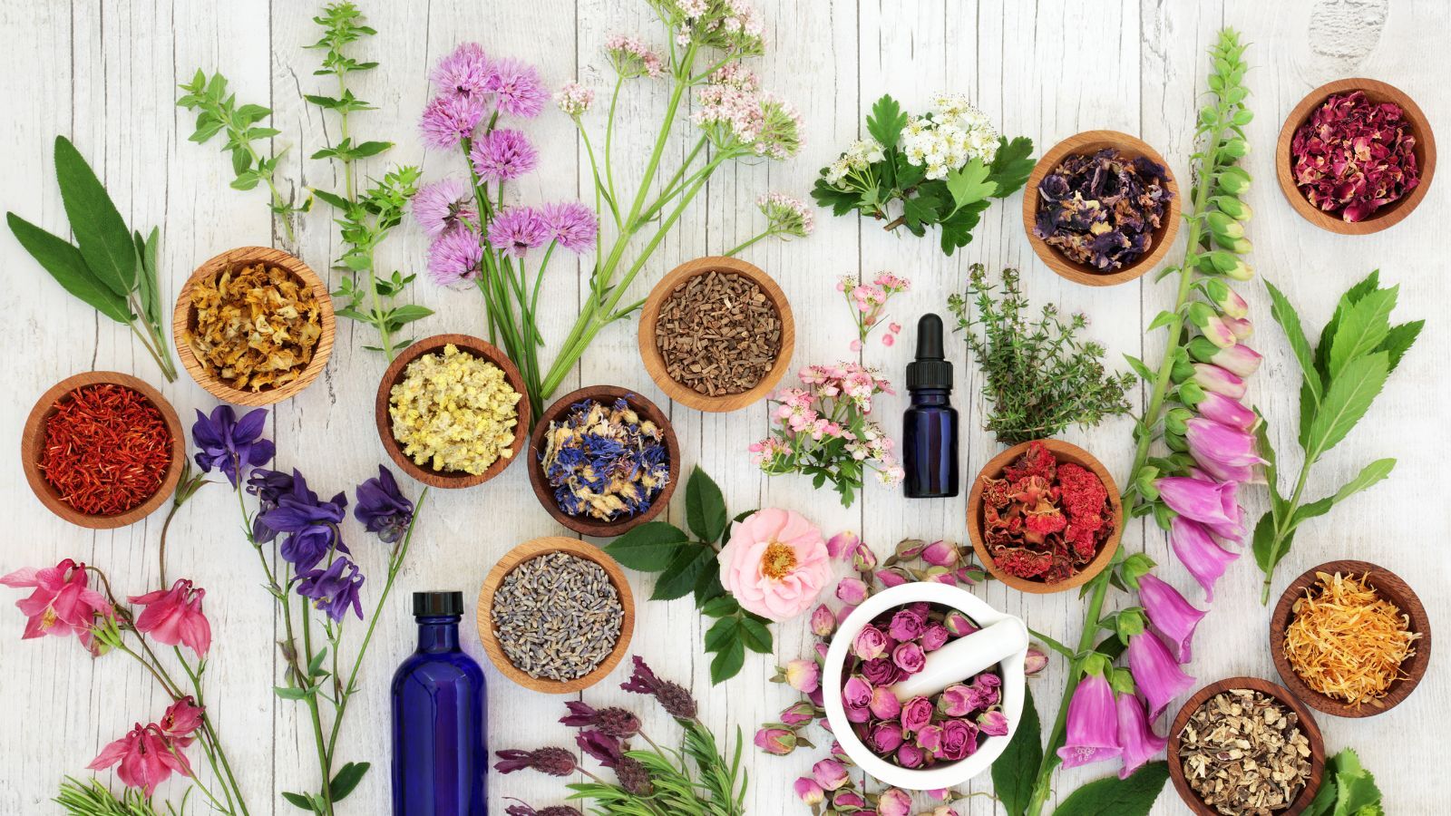 Harnessing the Healing Power of Plant Medicines