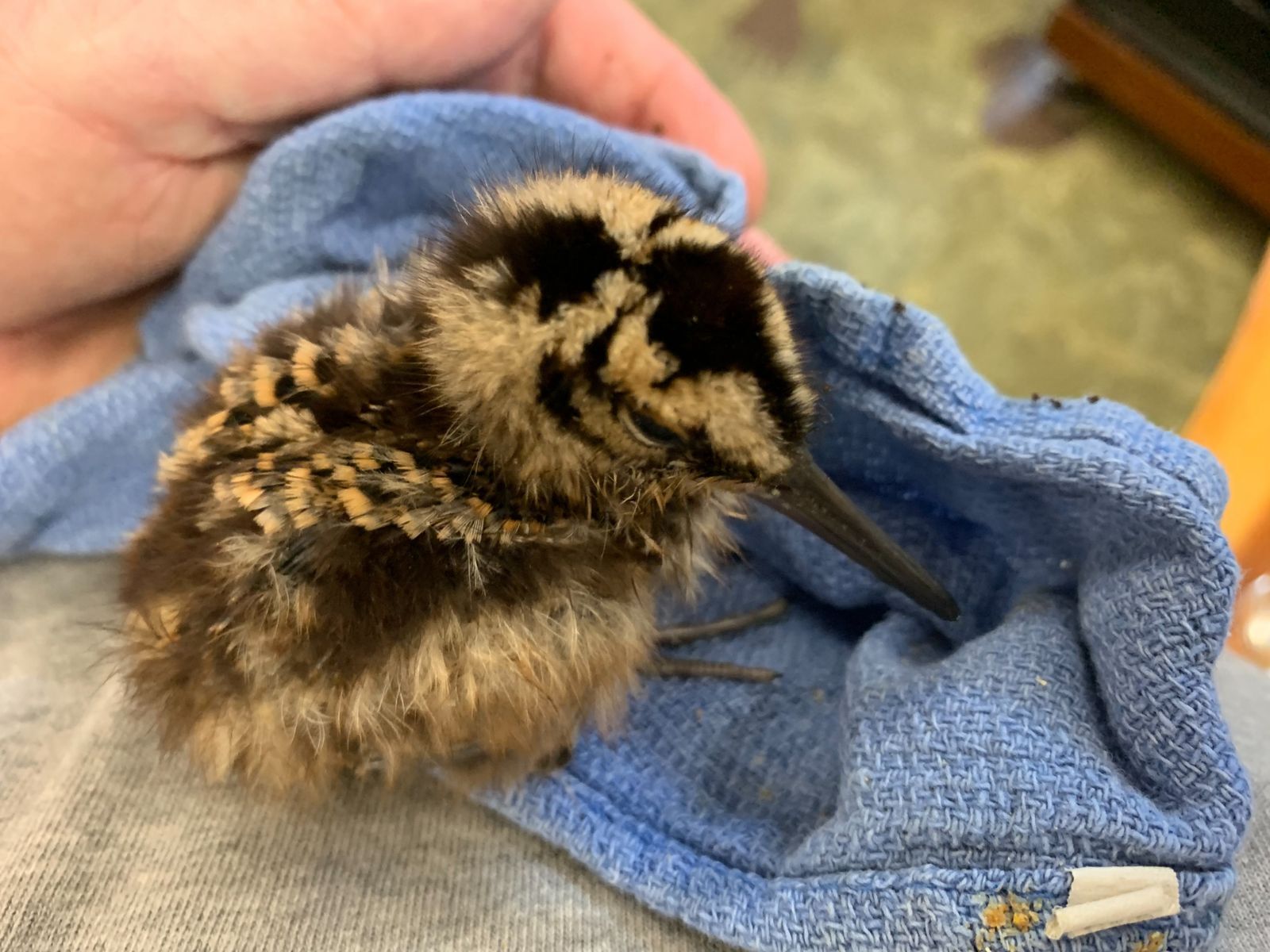 Birds : Injured Animals : Found An Injured Animal? : Acadia Wildlife Center