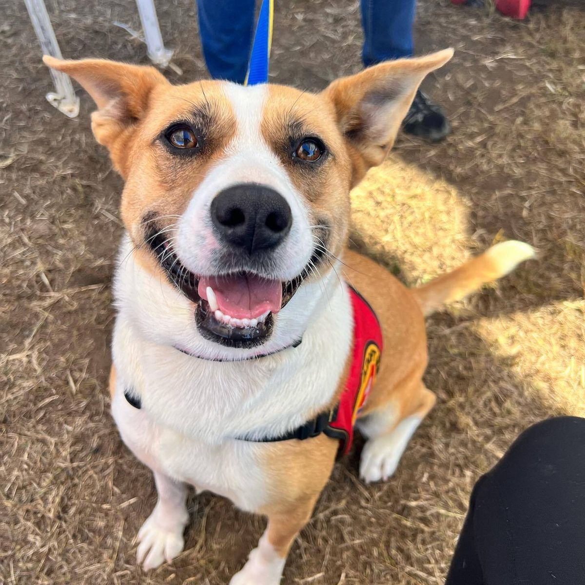 Adopt-A-Dog Animal Shelter | Pet Adoptions & Fosters