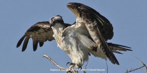 Baytown Nature Center Bird Survey | Birding | Houston Audubon