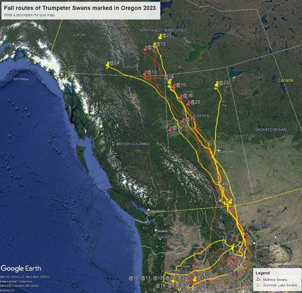 Tracking Swans |Trumpeter Swan Society
