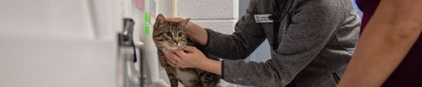 Home : York County SPCA