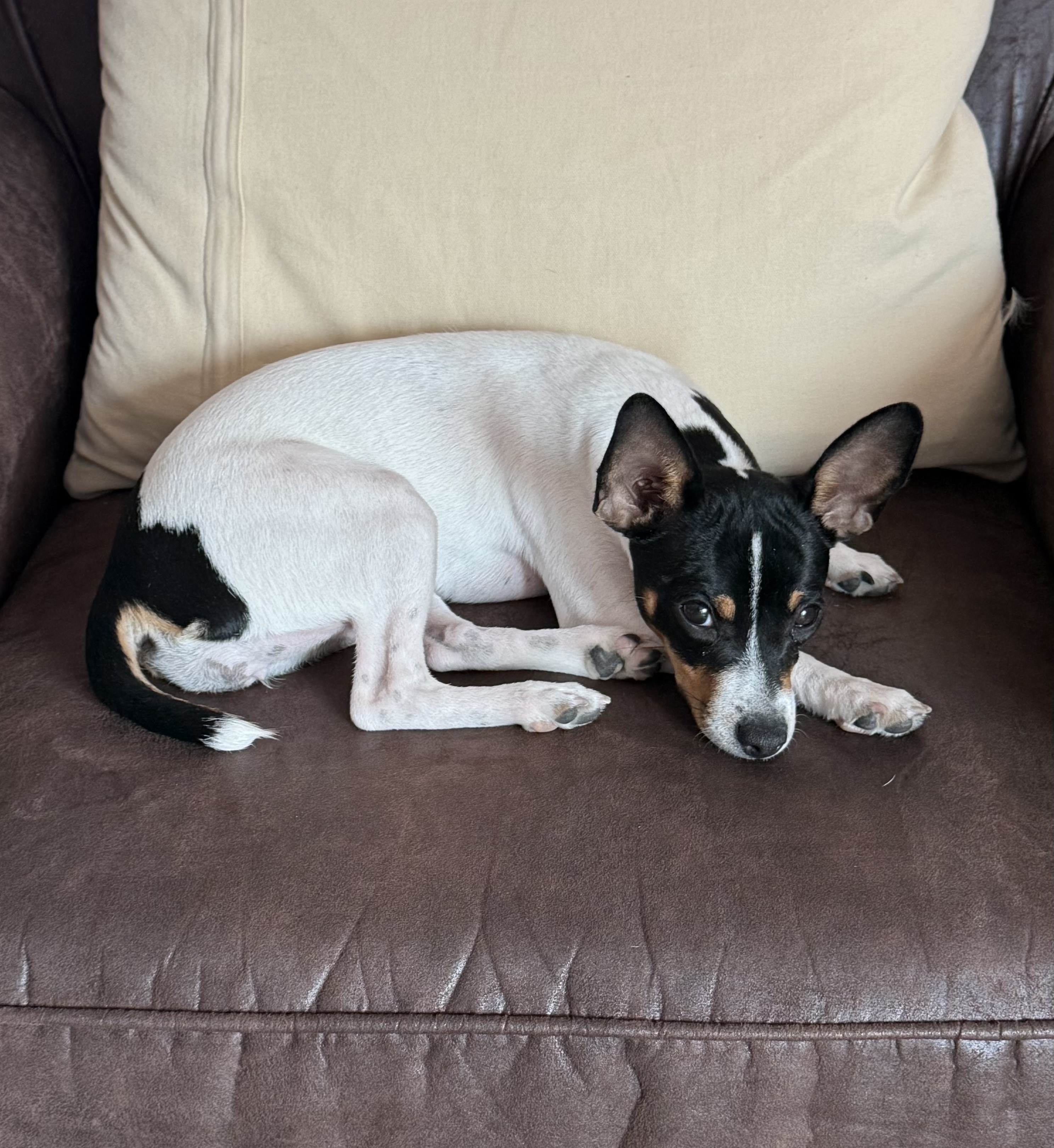 Pepper is a 10-month old spayed female rat terrier ready for adoption!