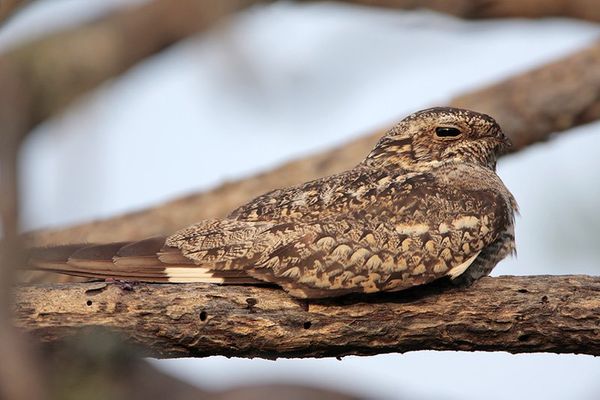 Common Nighthawk | Bird Gallery | Houston Audubon