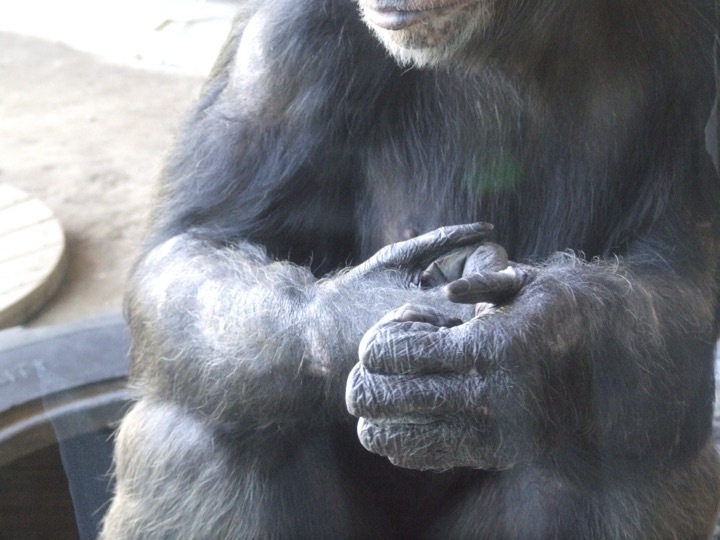 chimpanzee speech & communication
