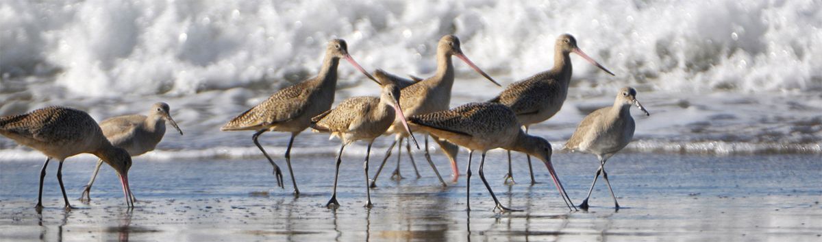 Home | Houston Audubon