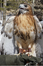 Our Avian Ambassadors | Audubon Society of Rhode Island