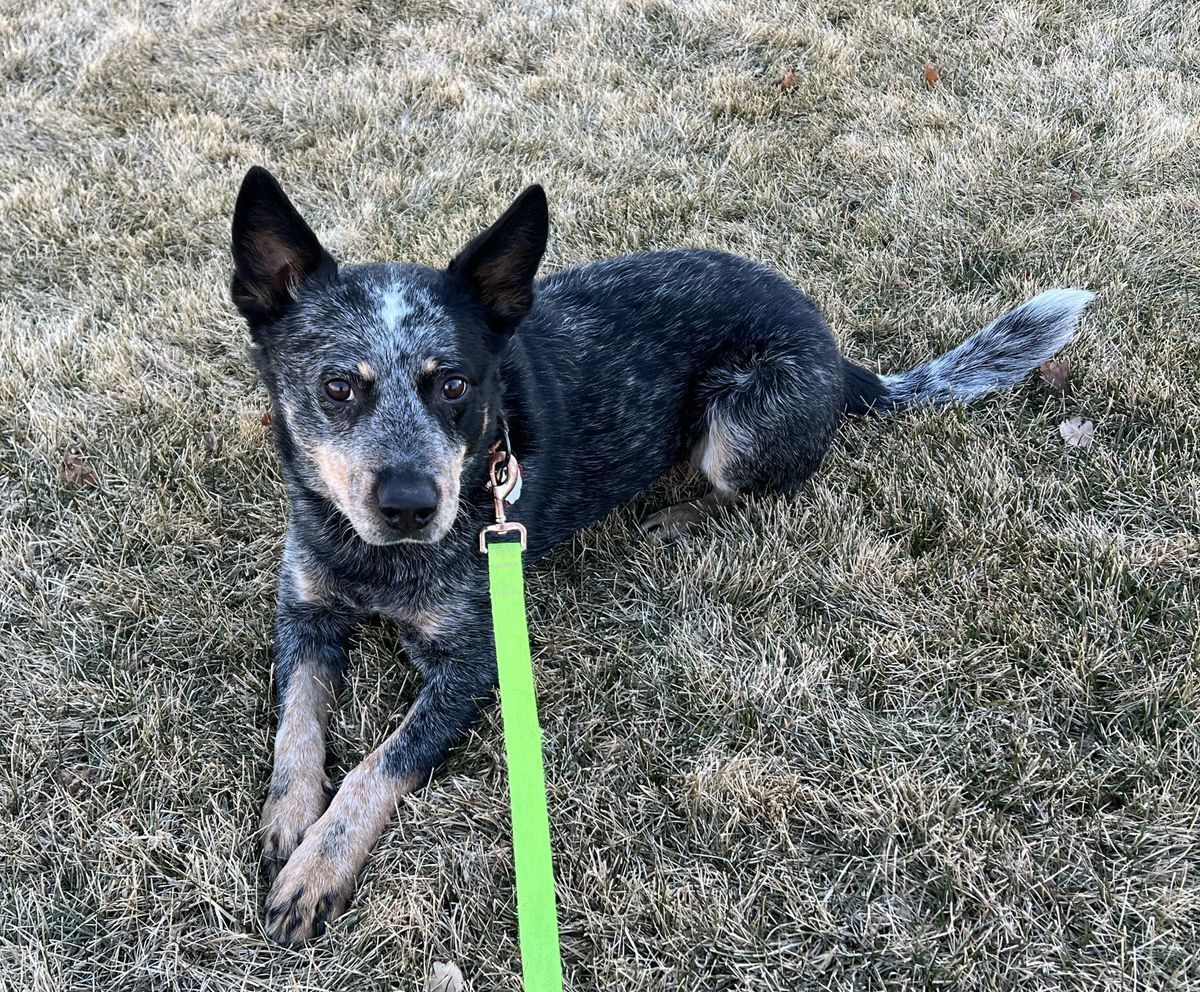 Available Dogs : Adopt or Foster : Nebraska No Kill Canine Rescue