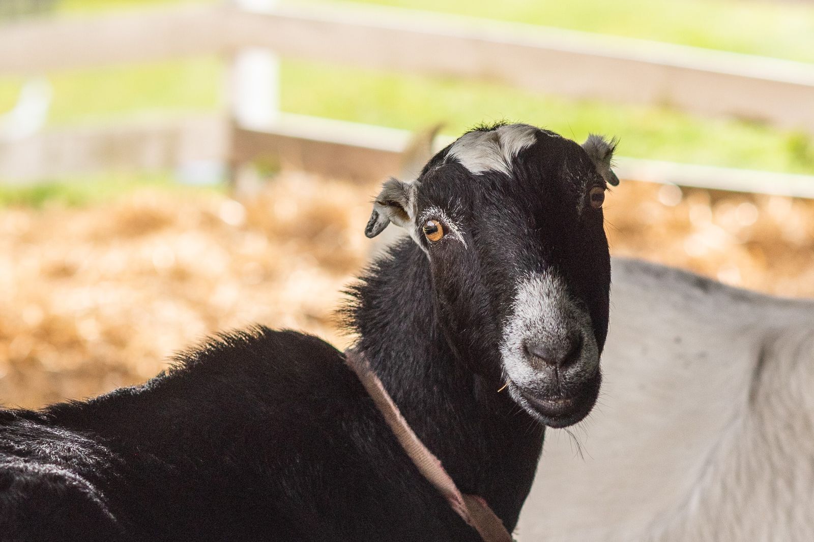 Animals : Visit : The Friends of Hilltop Hanover Farm