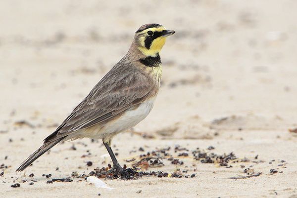 Horned Lark | Bird Gallery | Houston Audubon