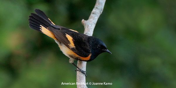 American Redstart | Bird Gallery | Houston Audubon