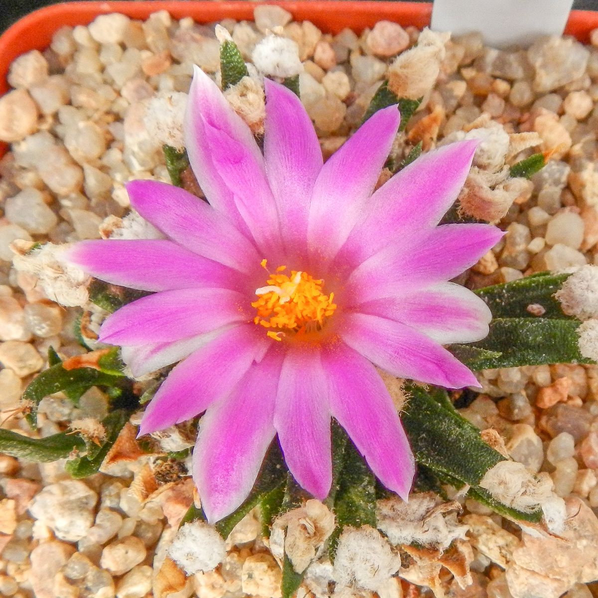 Gallery : Community : Colorado Cactus & Succulent Society