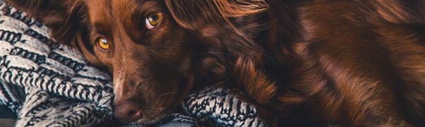 Sponsor a Pet : Ways to Give : How To Help : Eastern Madera County SPCA