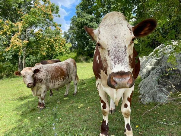 Wish List : How to Help : Muscoot Farm