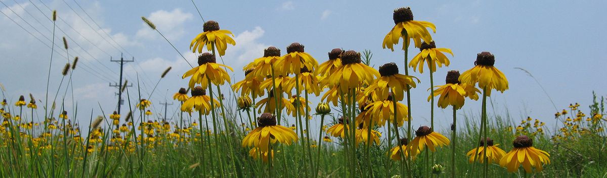 Tropical Puff | Native Plant Gallery | Houston Audubon