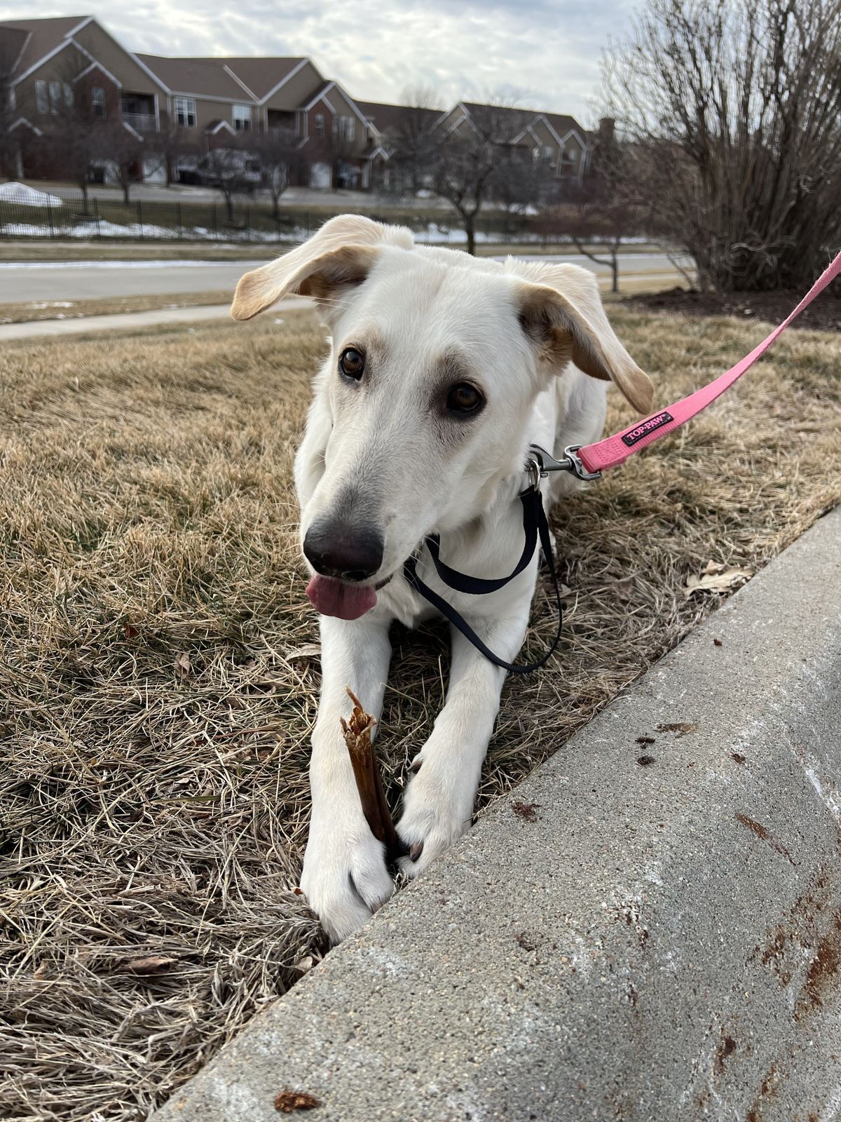 Available Dogs : Adopt or Foster : Nebraska No Kill Canine Rescue