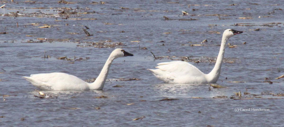 Common Swan Behaviors |Trumpeter Swan Society