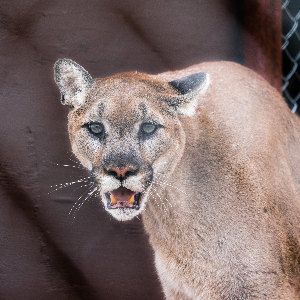 Center for Animal Research and Education : Meet the Animals : In Memory ...