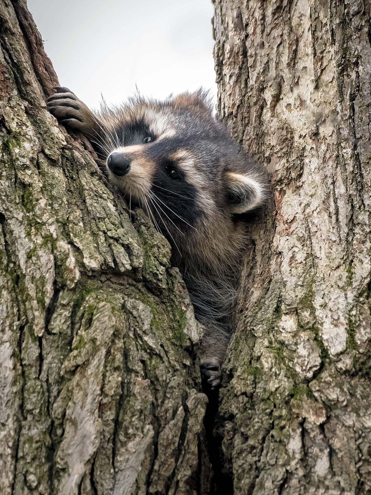 Nature Conservancy : Nature Reserve : Fauna Foundation