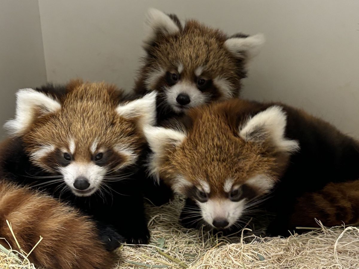 Red Panda Name Voting : Animals : Lincoln Children's Zoo