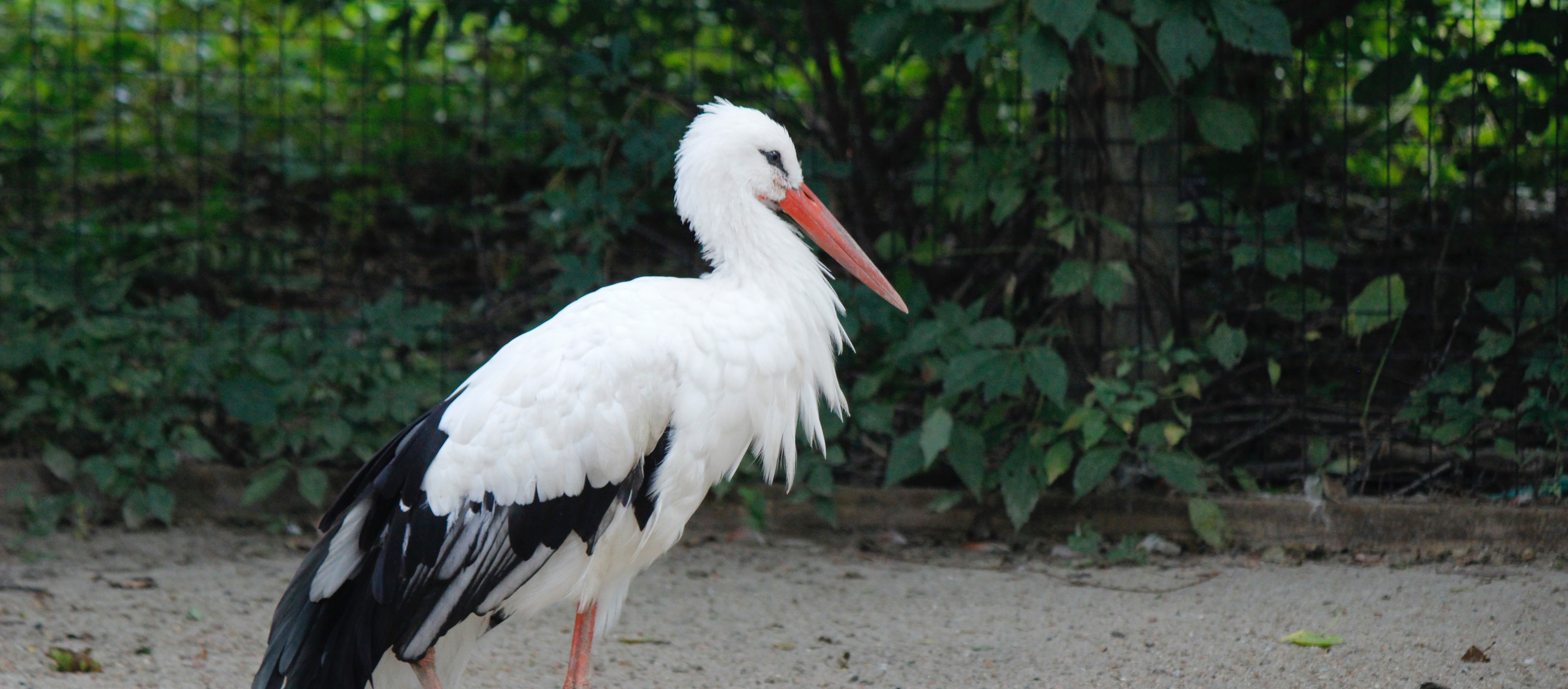 Lincoln Children's Zoo : Animals : Birds : European White Stork