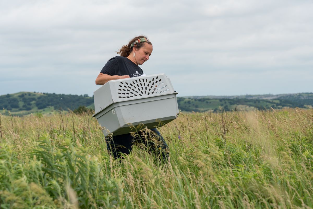 Prairie Dog Relocation Project : News & Events : Nebraska Wildlife ...