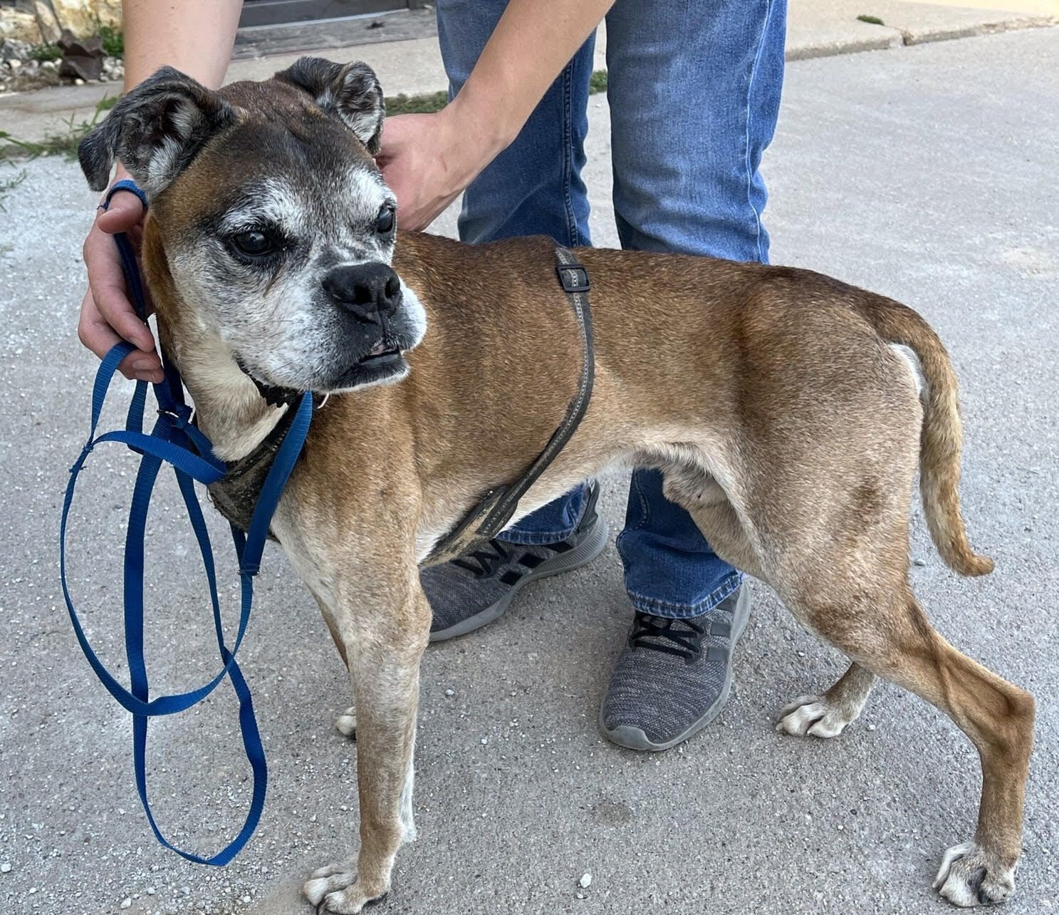 Zeus : Available Dogs : Nebraska No Kill Canine Rescue