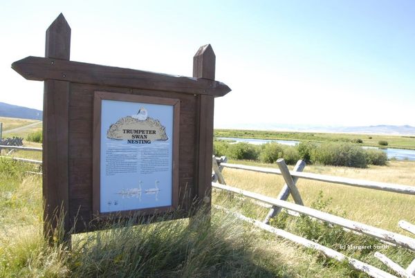 Swan Identification & Behavior | Trumpeter Swan Society