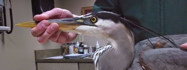 Soft Release vs. Hard Release in Wildlife Rehabilitation