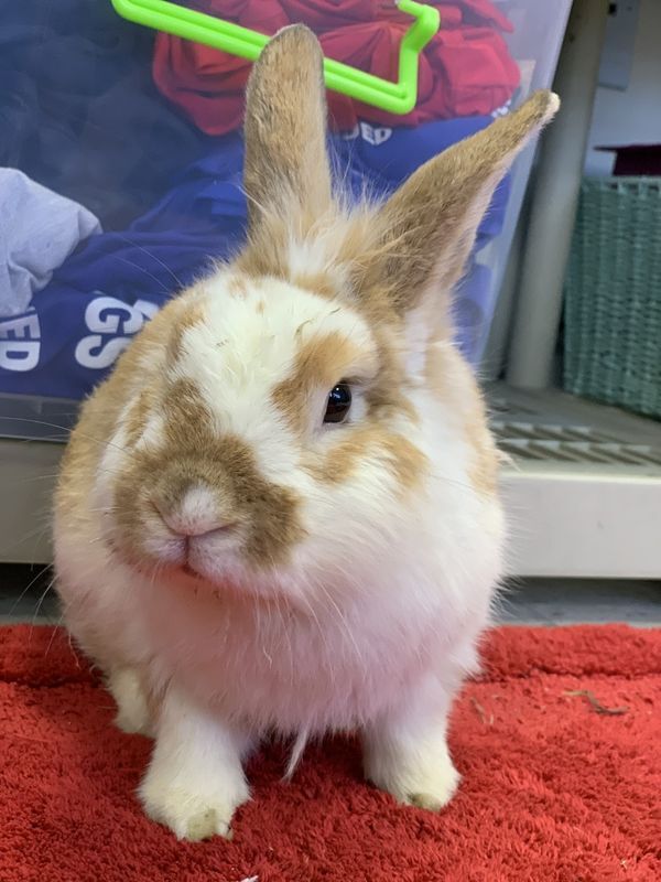 Ramapo-Bergen Animal Refuge Home Page