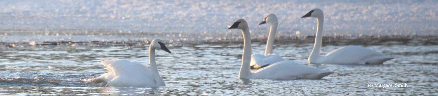 Swan Identification & Behavior | Trumpeter Swan Society