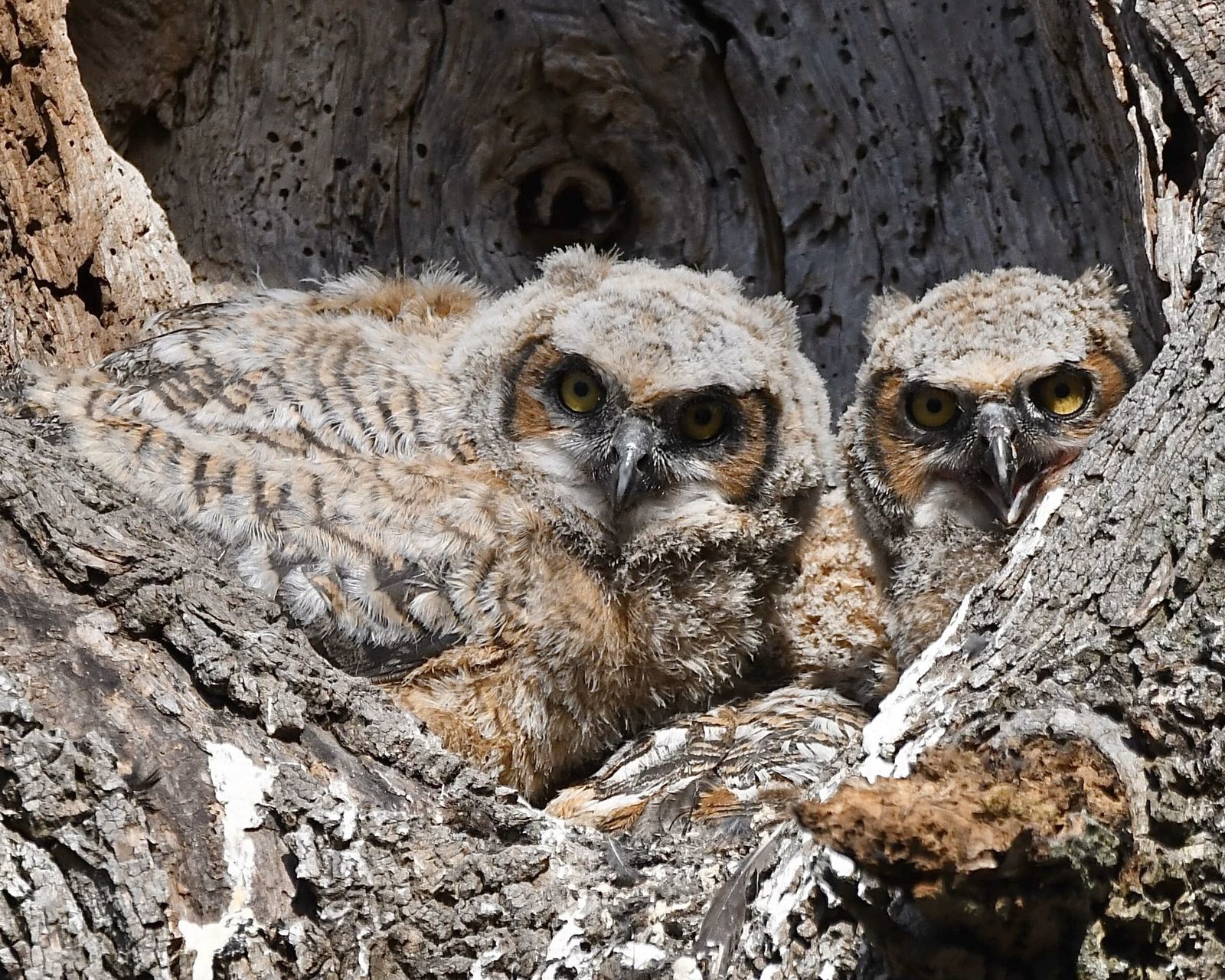 Owl Moon Raptor Center Birds of Prey Rehabilitation